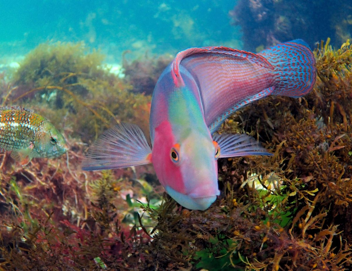 Underwater Photography Competition - Entries - Rockingham Live
