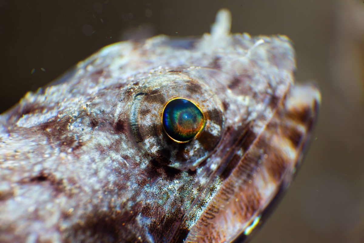 Underwater Photography Competition - Entries - Rockingham Live
